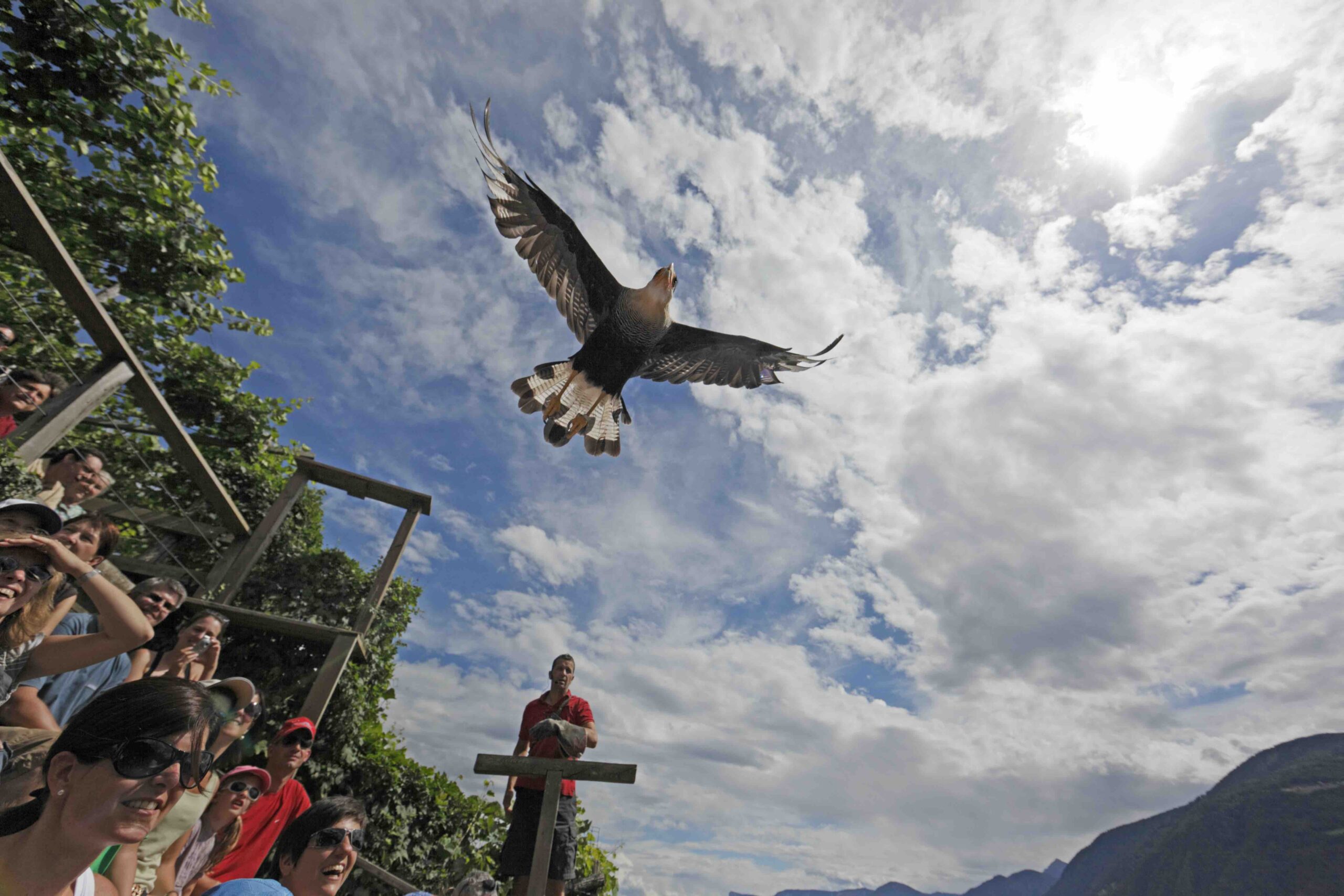 Rapaci nel cielo di Tirolo in Alto Adige - imgpress