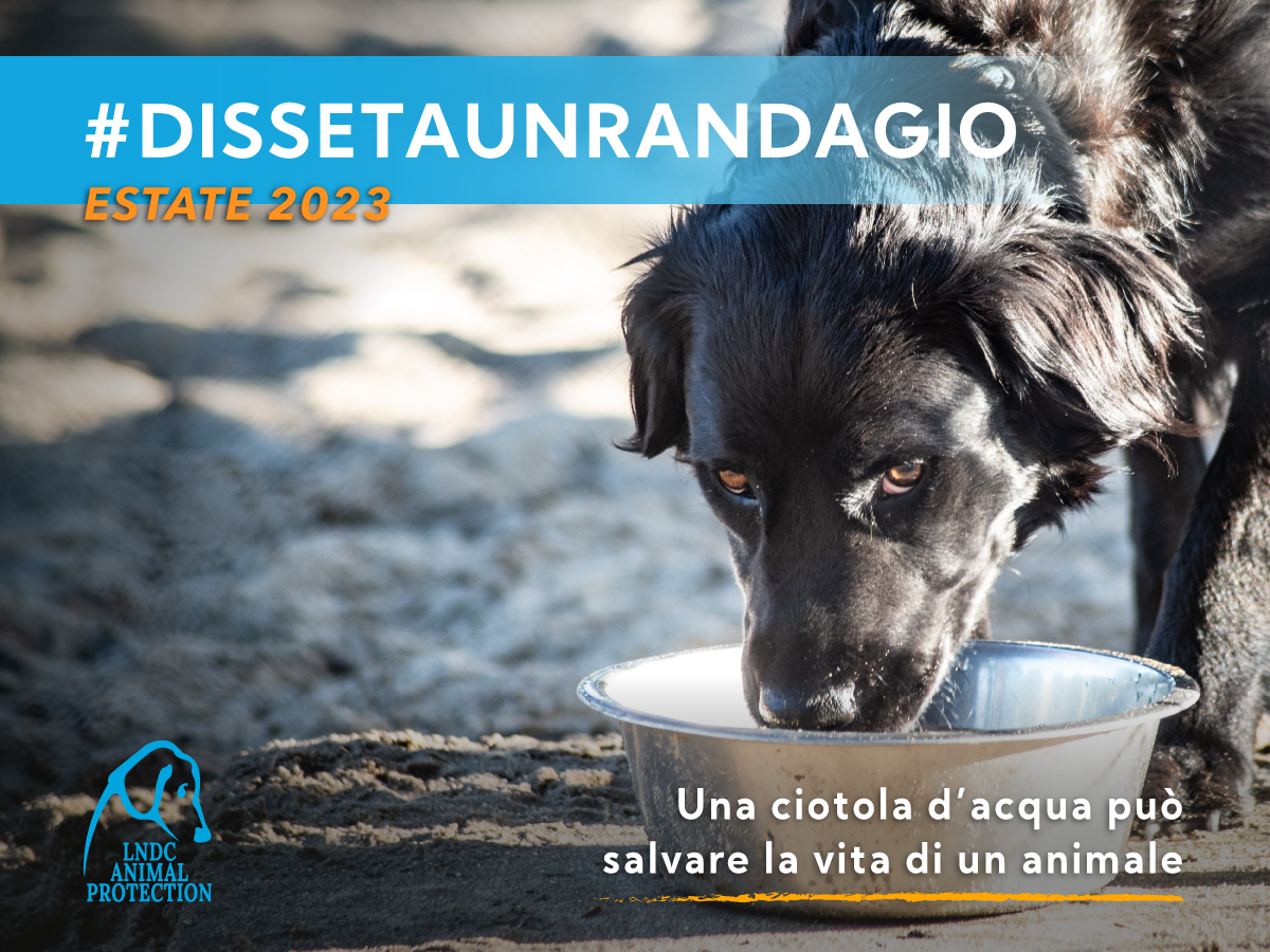 PARTE LA CAMPAGNA LNDC ANIMAL PROTECTION PER GLI ANIMALI SENZA CASA ...
