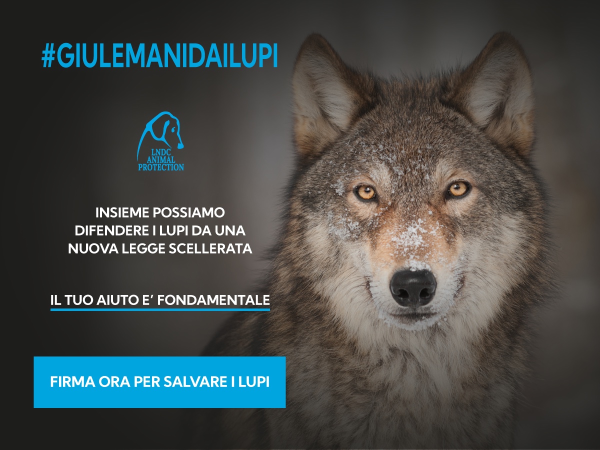 "GIÙ LE MANI DAI LUPI": LNDC ANIMAL PROTECTION LANCIA LA PETIZIONE PER ...